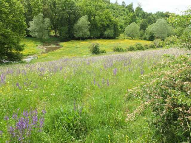 Vosges - Plante - Fleur Randonnée et balade - A LA DÉCOUVERTE DE LA ...